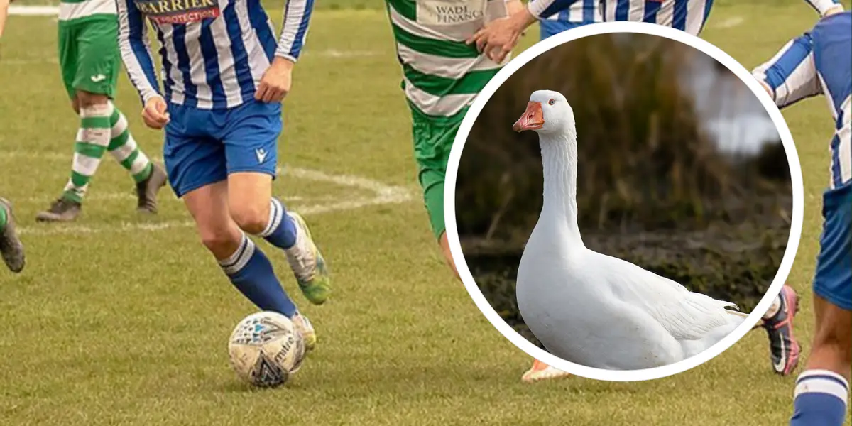 Match in England Canceled Due to Excess Goose Droppings on Pitch